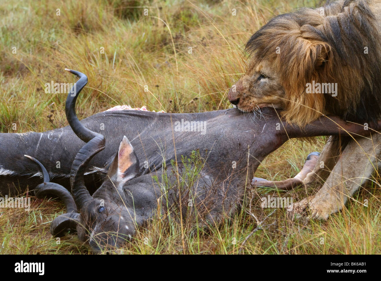 Large maned lion hi-res stock photography and images - Alamy