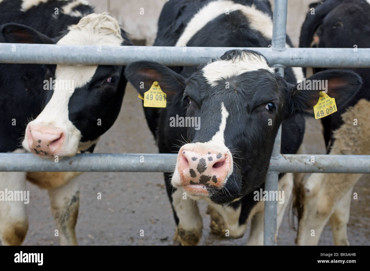 Holstein-Friesian dairy cattle on a farm in Germany Stock Photo - Alamy