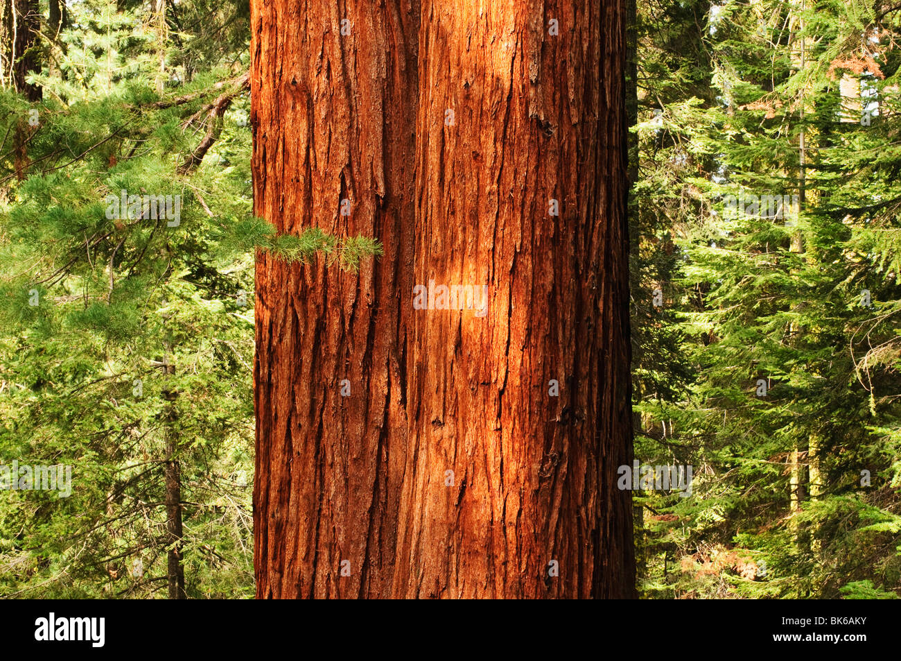 close up of redwood in forest with green trees in background Stock ...