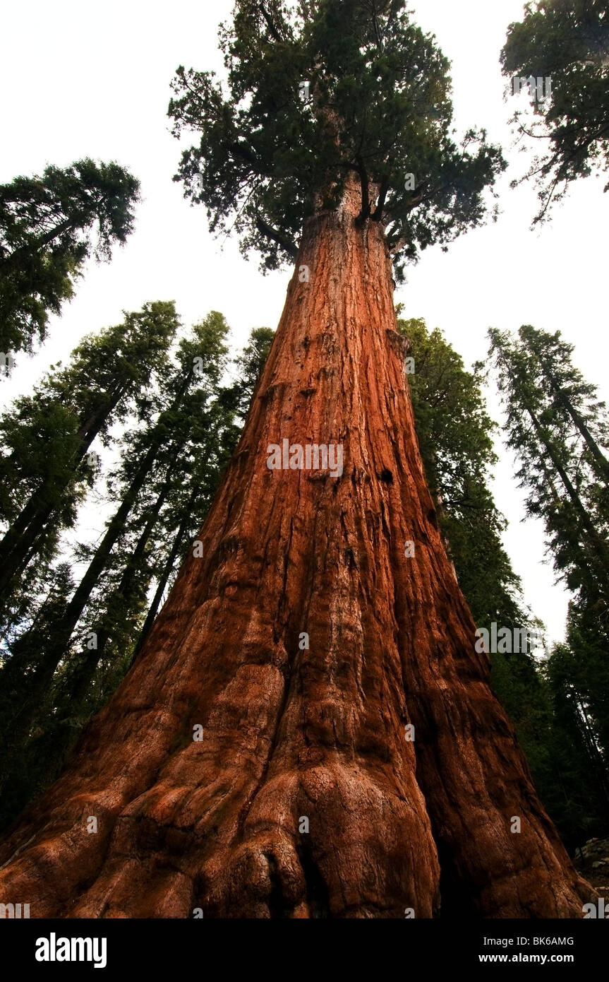 upward angle of powerful Redwood tree in Sequoia National Forest, CA ...