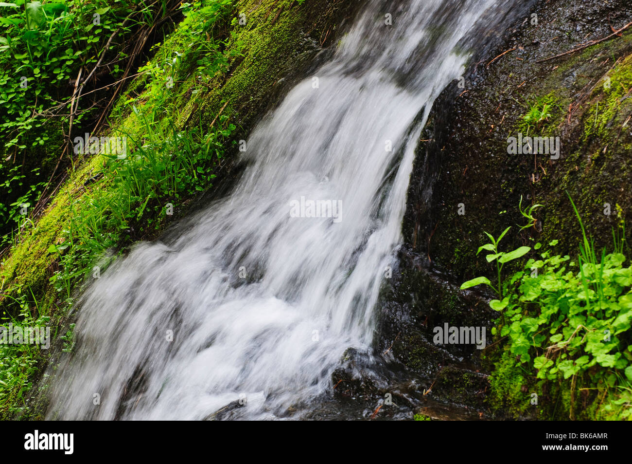Fresh forces hi-res stock photography and images - Alamy
