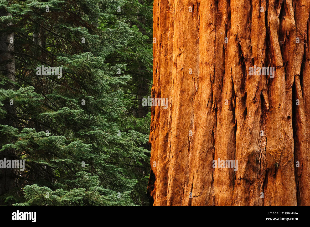 close up of redwood tree in forest with green trees in background Stock ...