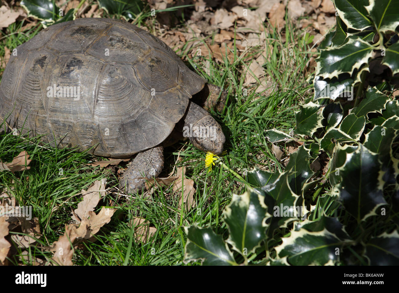 Pet tortoise eating dandelion flower Stock Photo - Alamy