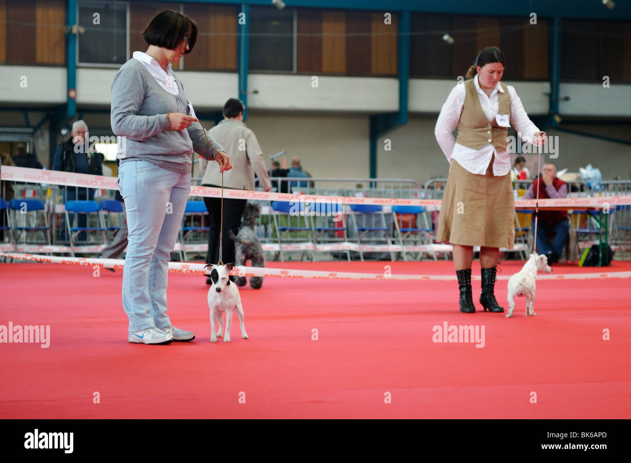 Dog show arena hi-res stock photography and images - Alamy