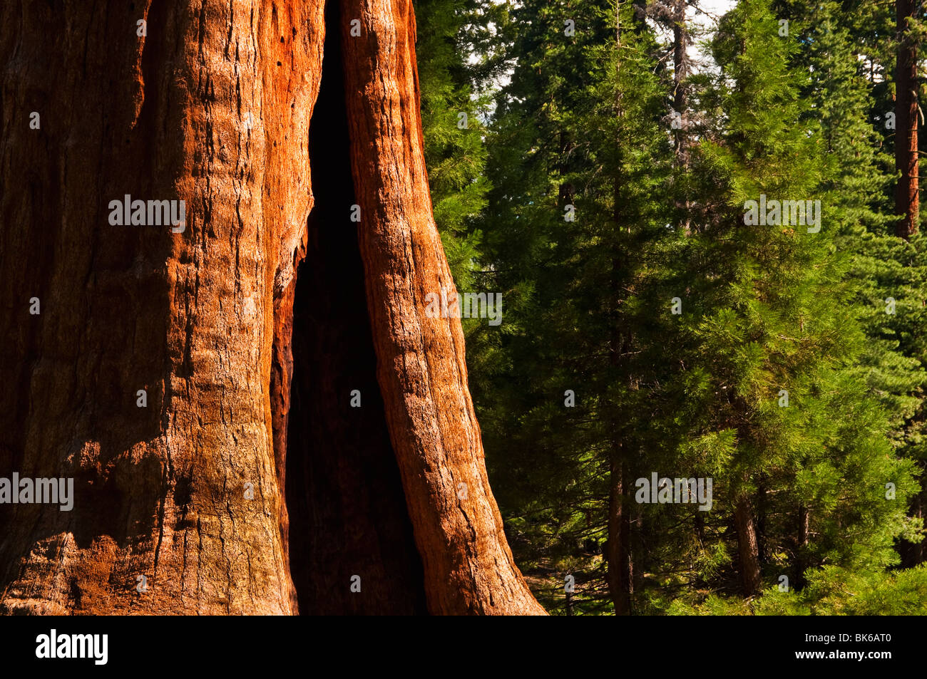 Redwood and pine trees in Sequoia National forest, CA Stock Photo - Alamy