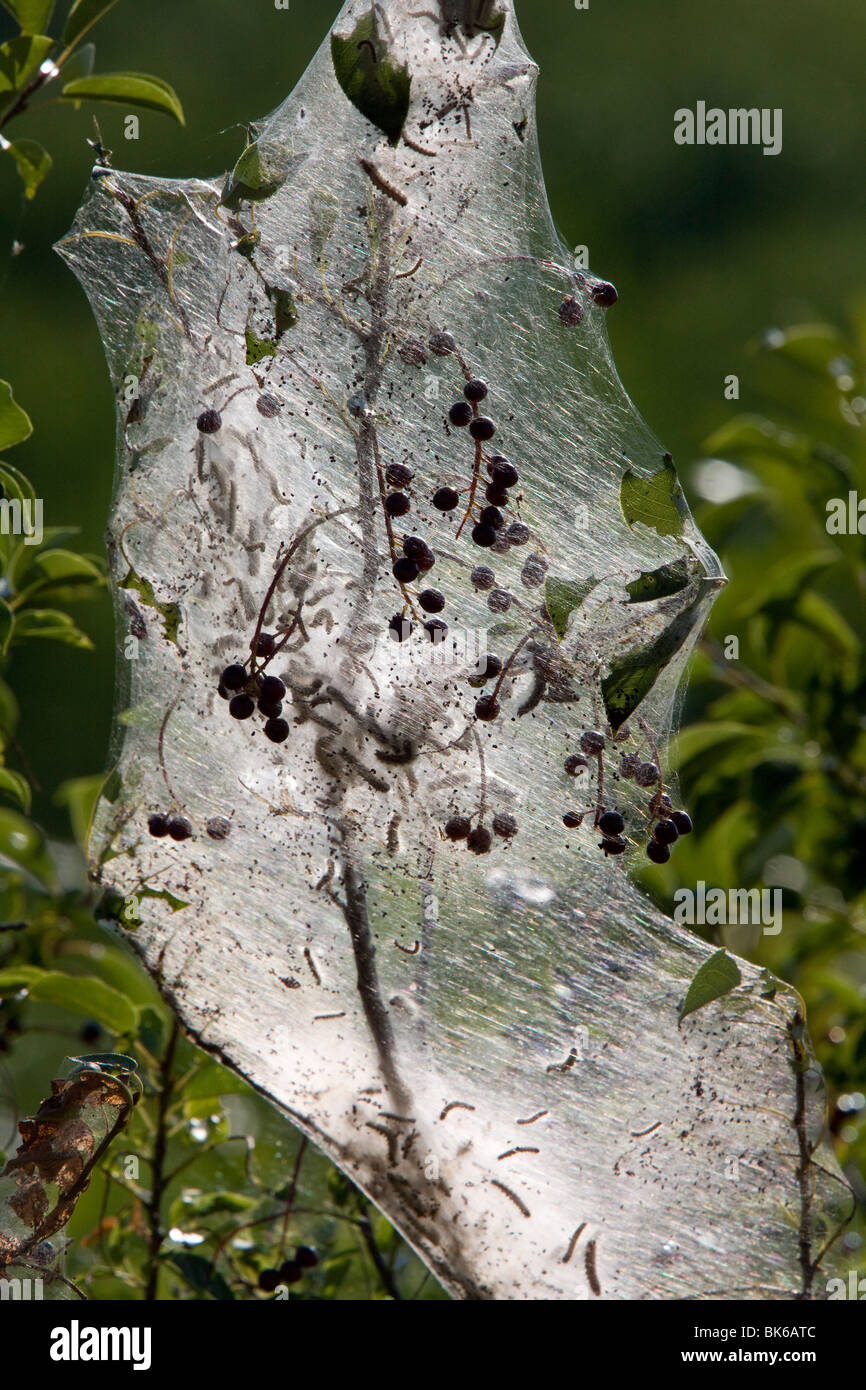 Cacoon in berry bush Stock Photo - Alamy