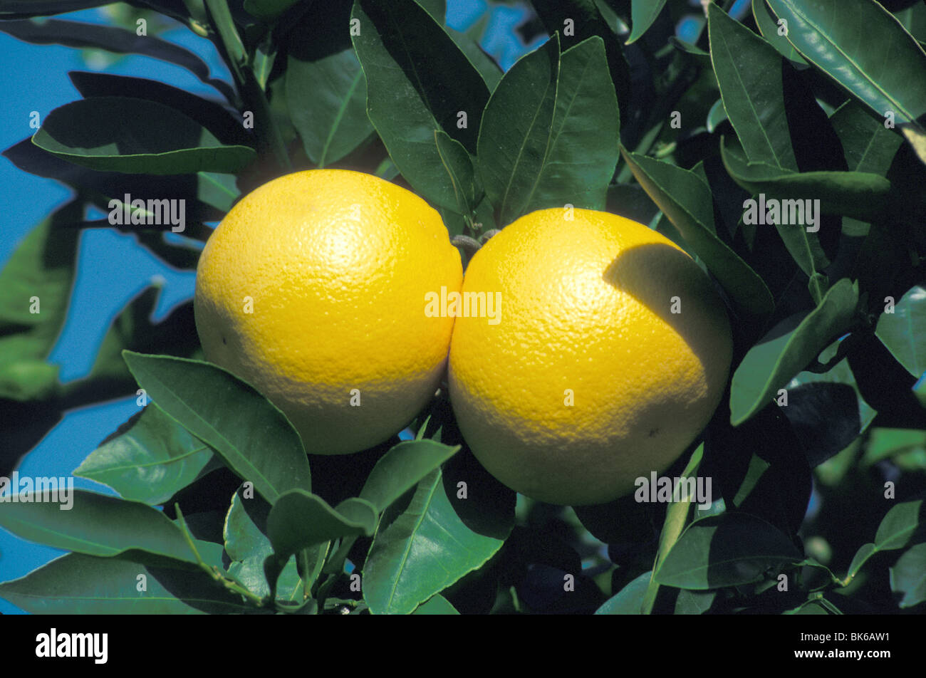 grapefruits on tree California Stock Photo - Alamy