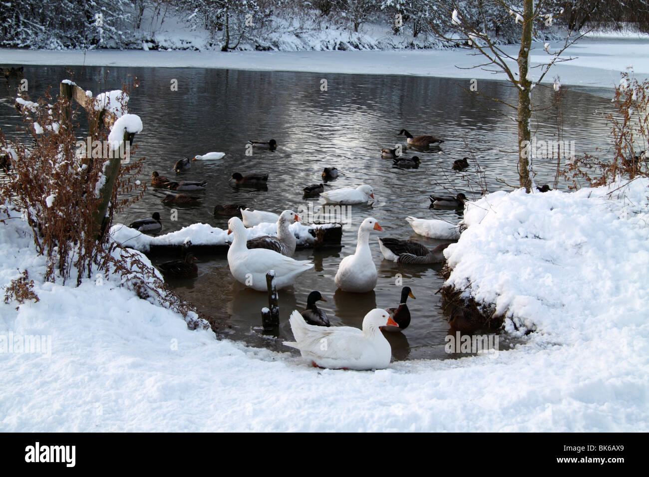 Geese and Ducks in the Winter Snow Stock Photo - Alamy