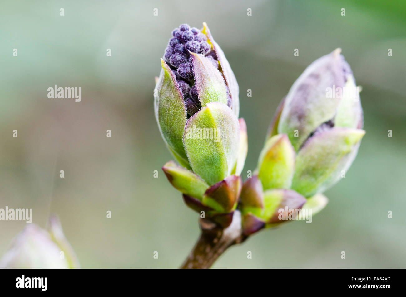 Purple buds lilac shrubs hi-res stock photography and images - Alamy