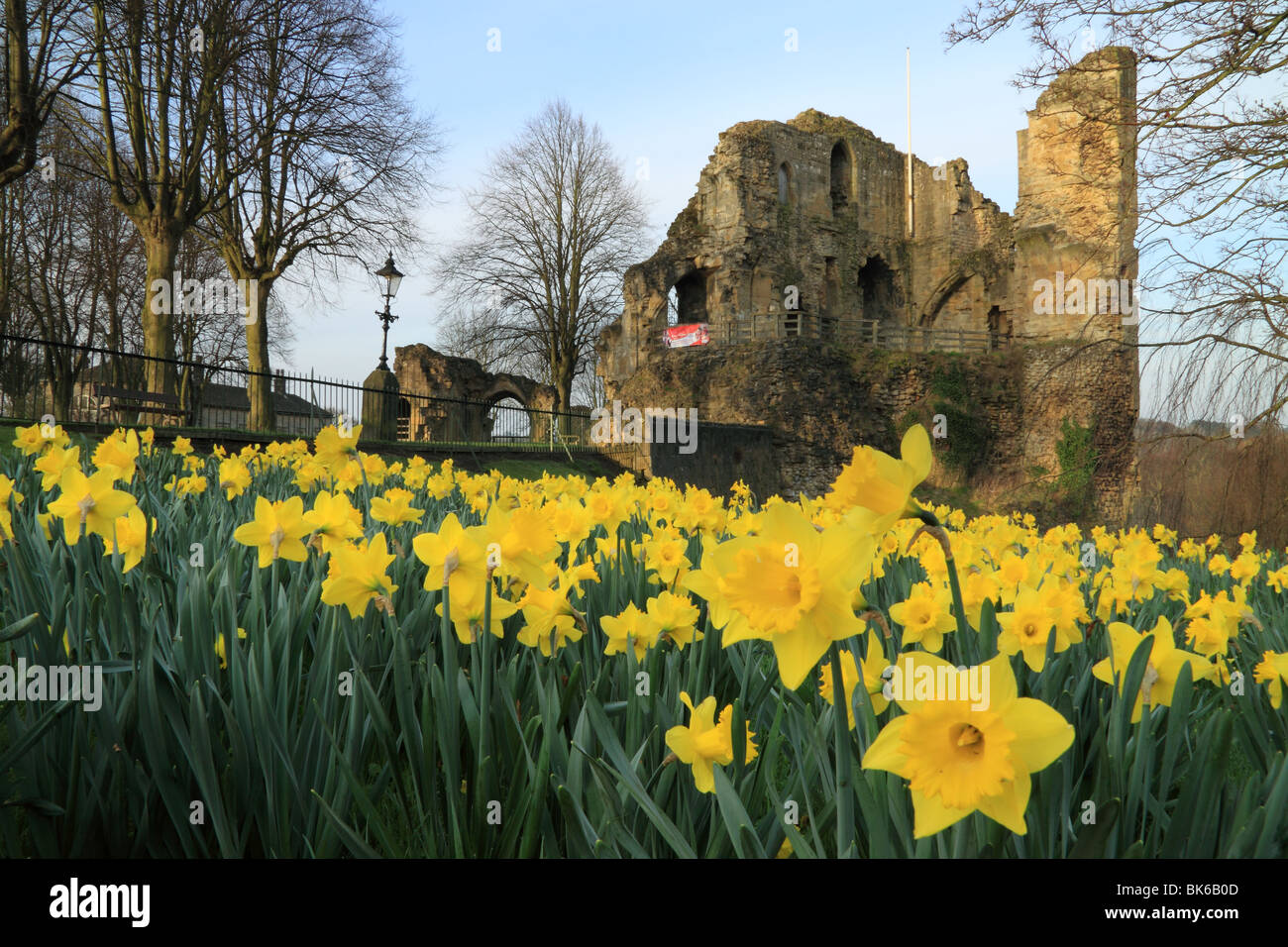 Spring flowers near the remains of the Medieval Castle at Knaresborough ...