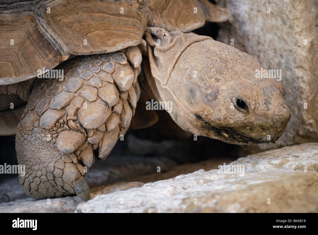 Mainland tortoise hi-res stock photography and images - Alamy
