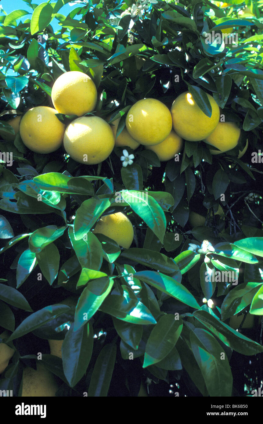 grapefruits on tree California Stock Photo - Alamy
