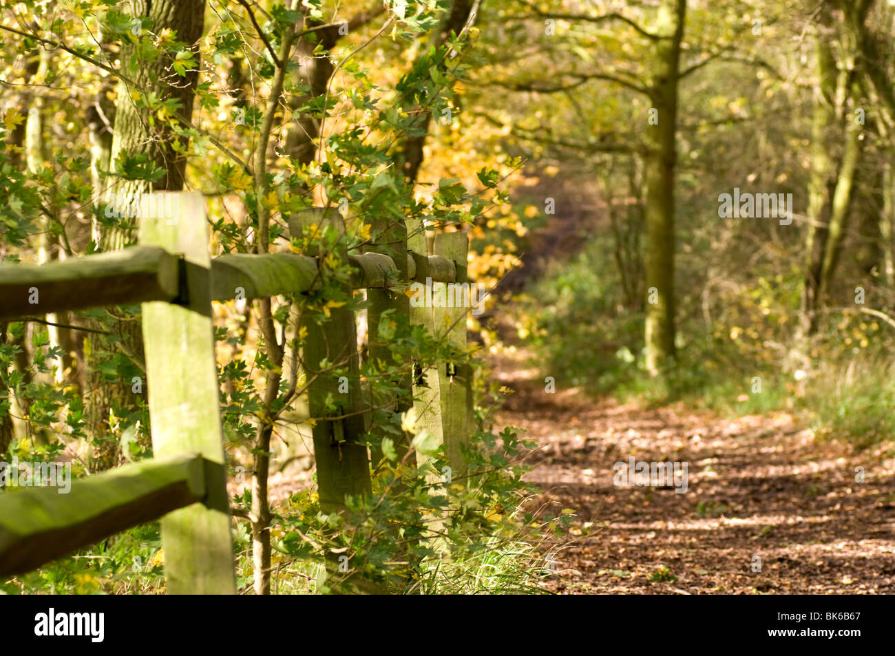 Walkway clearing forest hi-res stock photography and images - Alamy