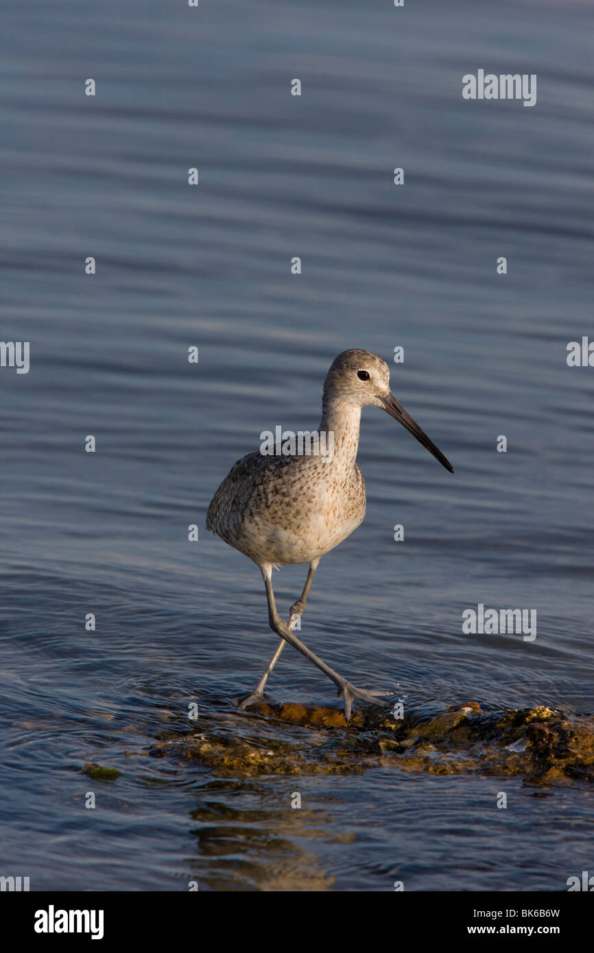Sandpiper of florida hi-res stock photography and images - Alamy