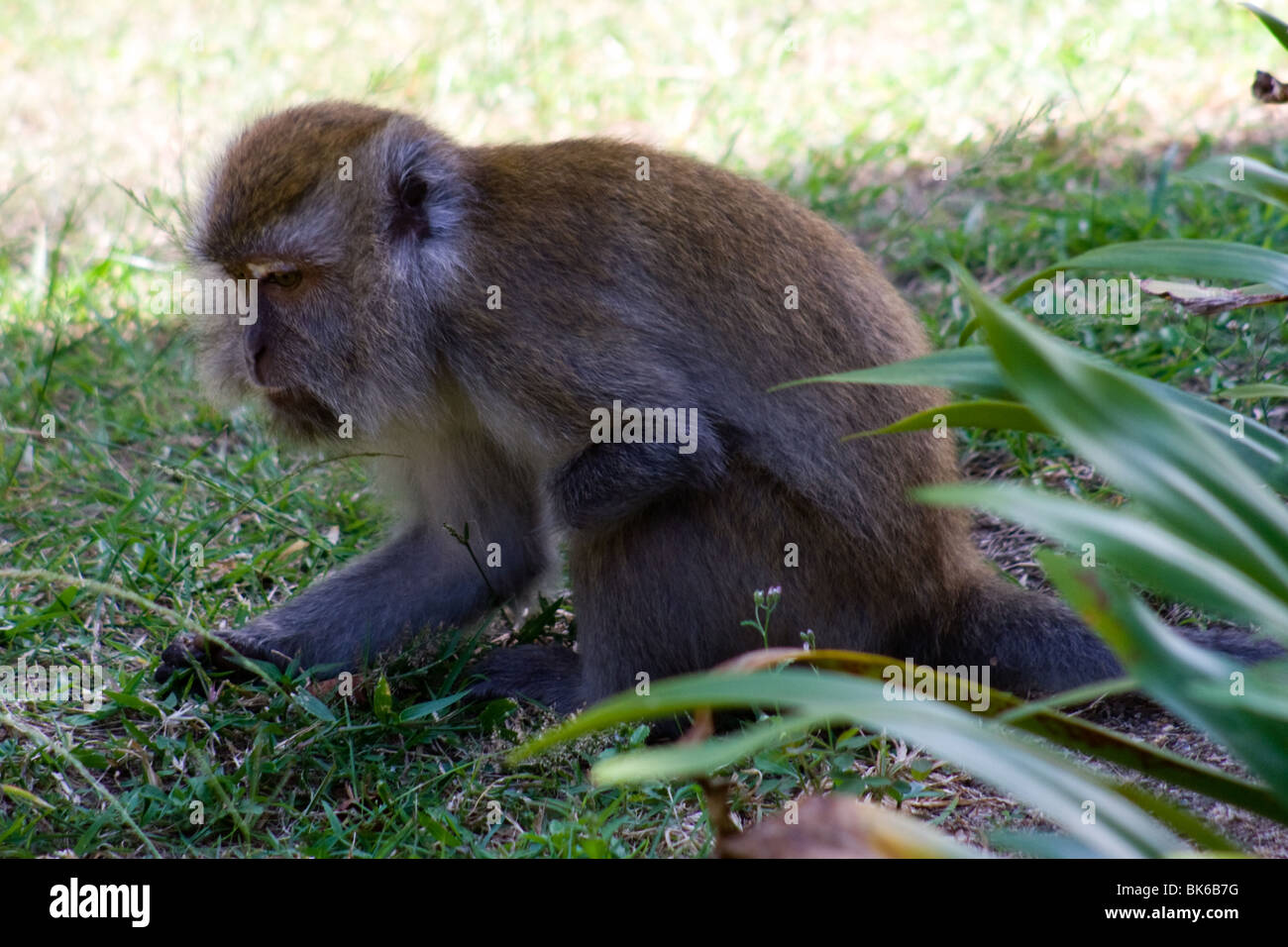 Tioman Island monkey monkeys animal wildlife asia Stock Photo - Alamy