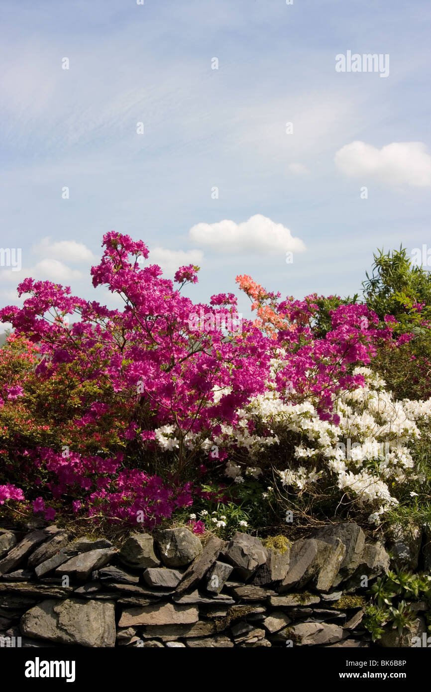 Mauve azaleas and white and orange rhododenrons Lake District Cumbria ...