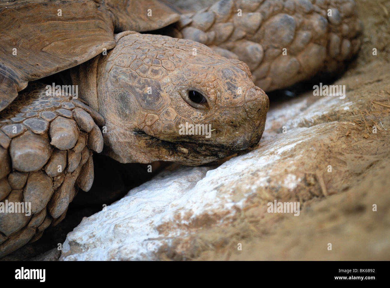 Endangered desert tortoises close up hi-res stock photography and ...