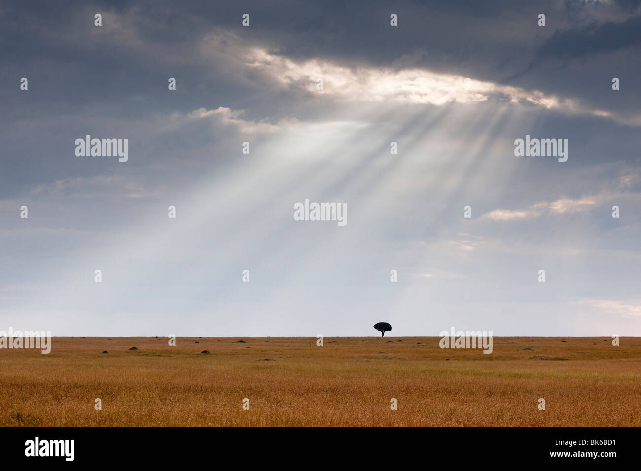 Acacia Tree, Kenya, Africa Stock Photo - Alamy