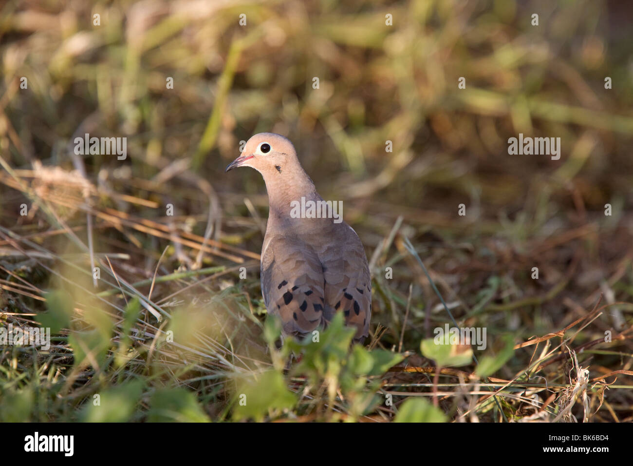 Mourning Dove Florida Stock Photo - Alamy