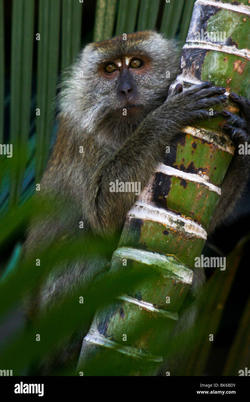 Tioman Island monkey monkeys animal wildlife asia Stock Photo - Alamy