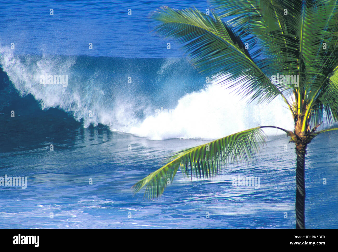 rolling wave and palm tree Oahu Hawaii Stock Photo - Alamy