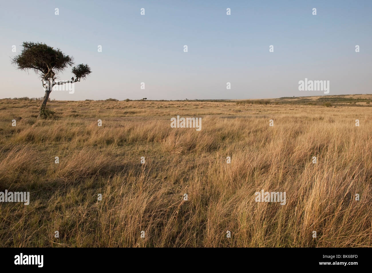 Acacia tree landscape kenya hi-res stock photography and images - Alamy