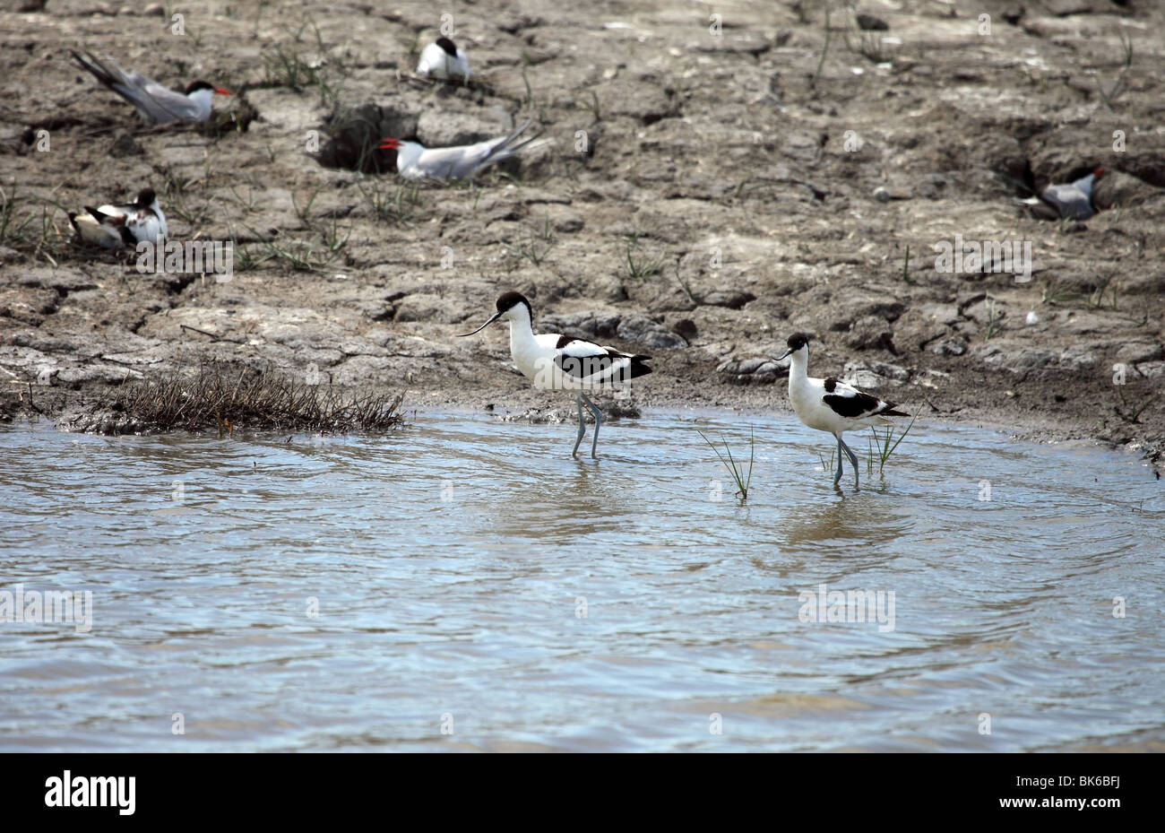 Nesting terns hi-res stock photography and images - Alamy