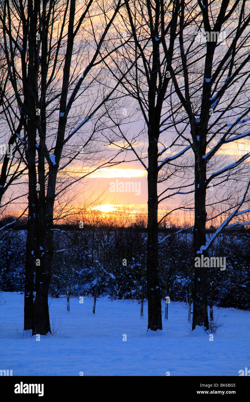Trees and Snow with Winter Sunset Stock Photo - Alamy