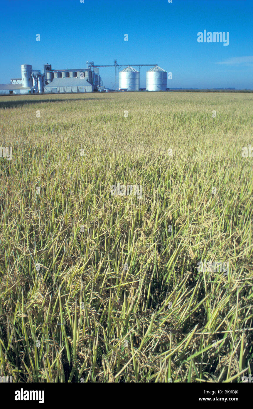 Rice silos hi-res stock photography and images - Alamy