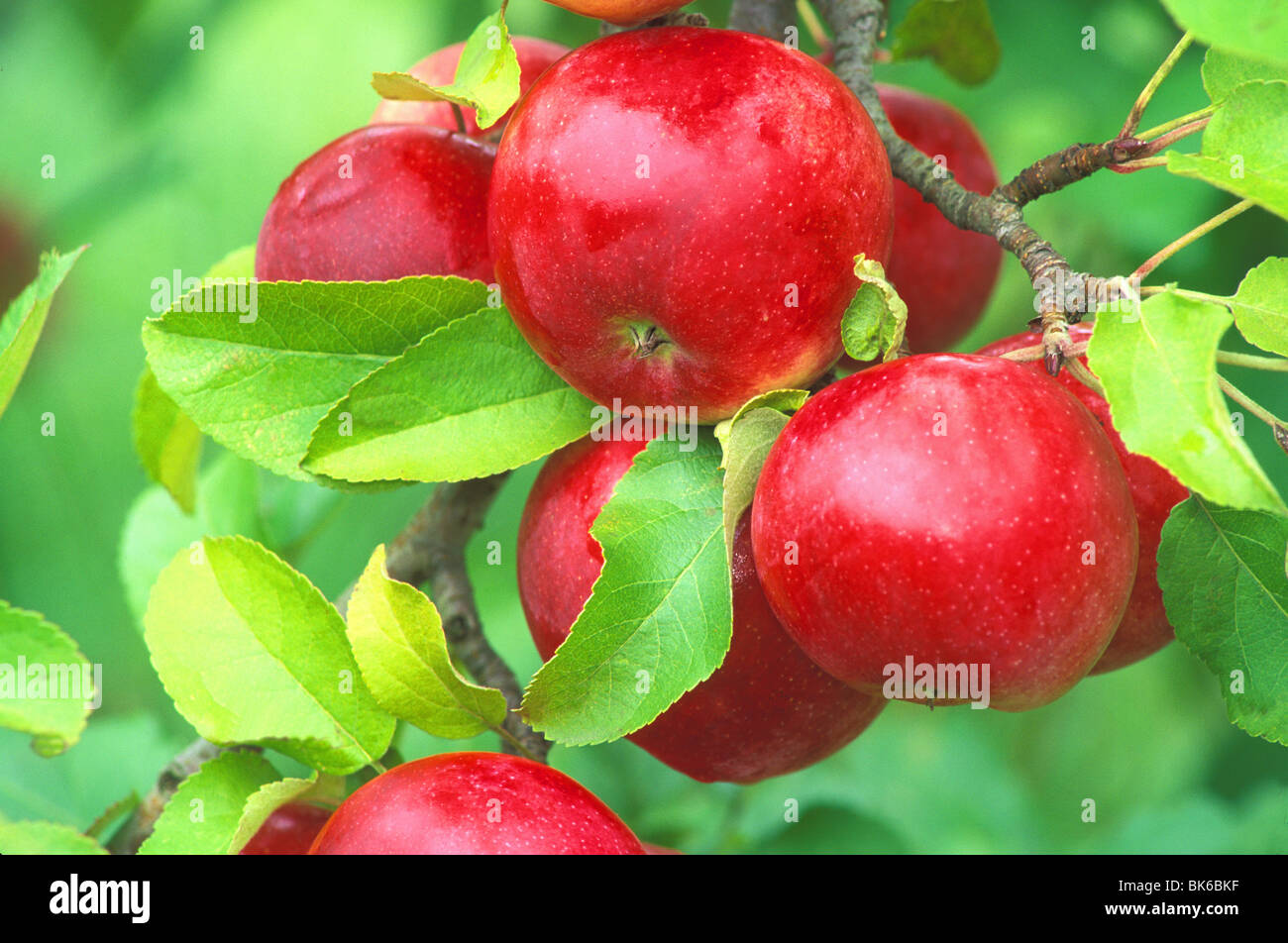 Adult on apple trees branch hi-res stock photography and images - Alamy