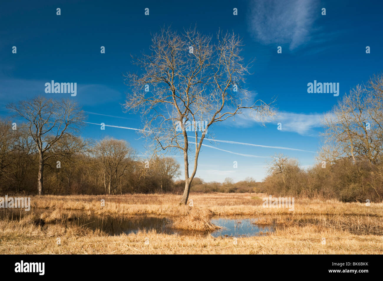 Castor Tree High Resolution Stock Photography and Images - Alamy