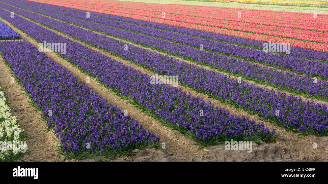 Bulb fields hi-res stock photography and images - Alamy