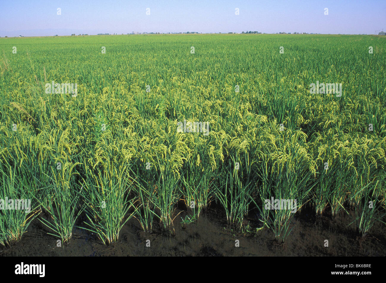 rice field California Stock Photo - Alamy