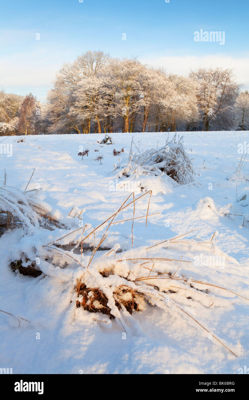 Sefton Park Snow Scene, Liverpool, Merseyside, 2010 UK, England Stock ...