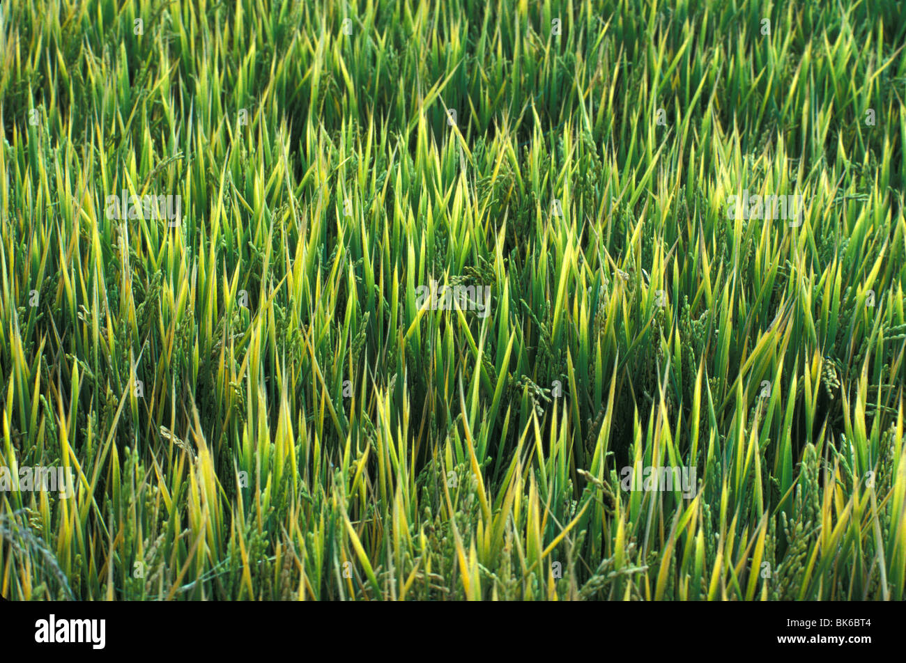 California rice field hi-res stock photography and images - Alamy