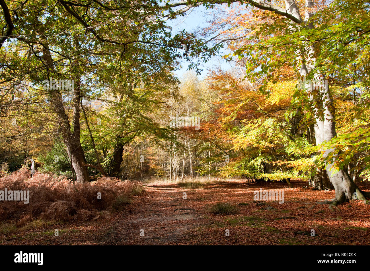 Epping forest hi-res stock photography and images - Alamy