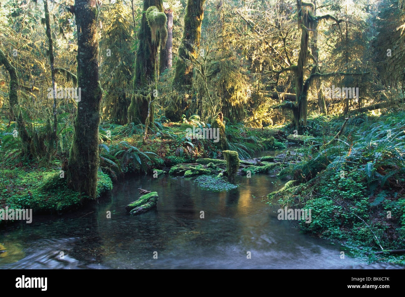 Pool In Temperate Rainforest Stream Stock Photo - Alamy