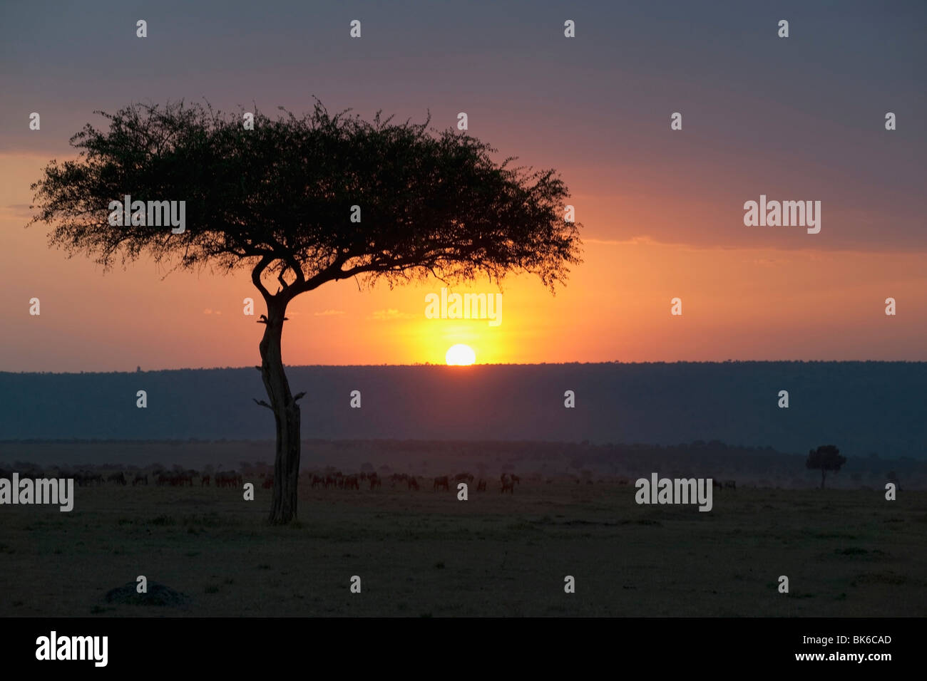 Silhouette Of Acacia Tree At Sunset, Masai Mara, Kenya, Africa Stock ...