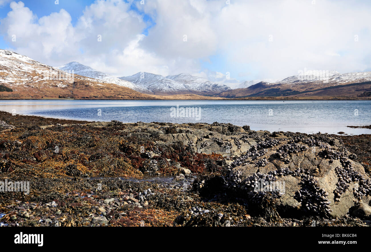 Blue mussel beds hi-res stock photography and images - Alamy