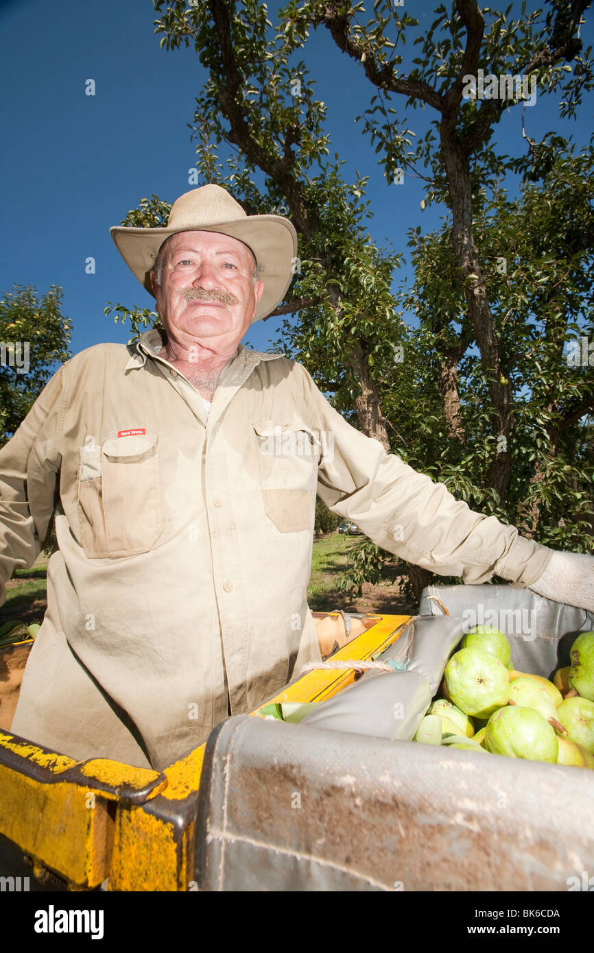 Fruit Picking Australia High Resolution Stock Photography and Images ...