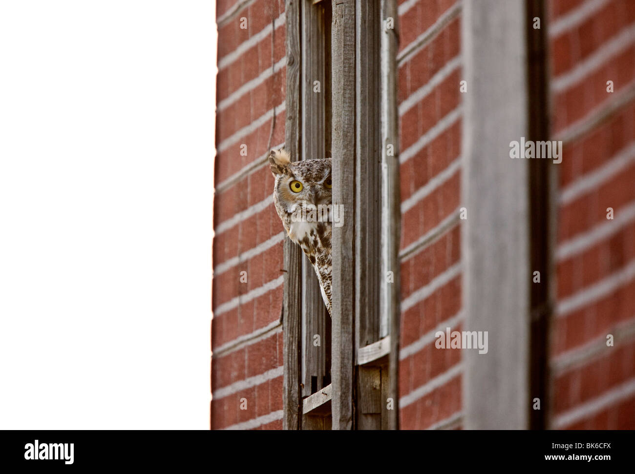 Great Horned Owl perched in window Stock Photo - Alamy