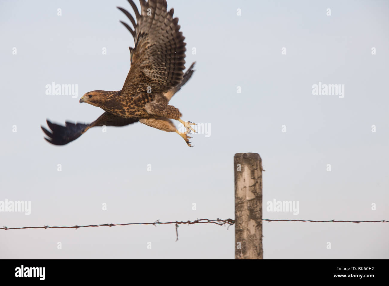 Hawk taking flight from fence post Stock Photo - Alamy