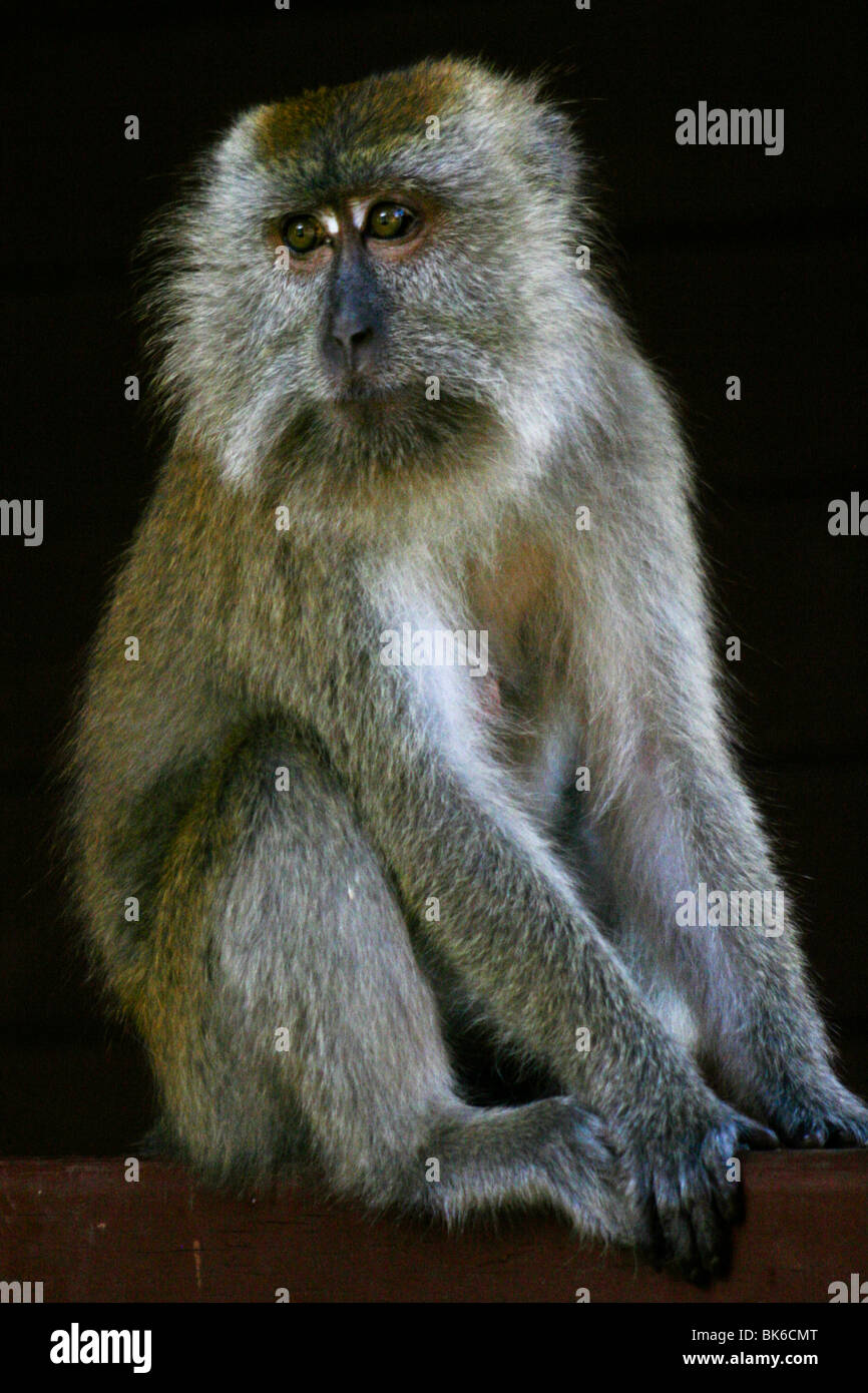 Tioman Island monkey monkeys animal wildlife asia Stock Photo - Alamy