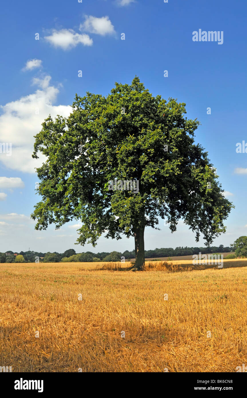 Summer view isolated single mature specimen Oak tree in farmers stubble ...