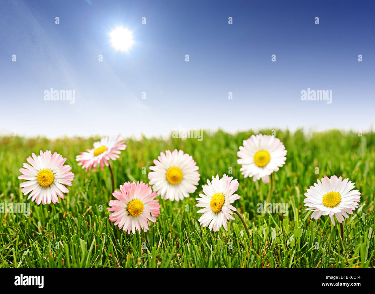 A view of daisy flowers and a blue sky Stock Photo - Alamy