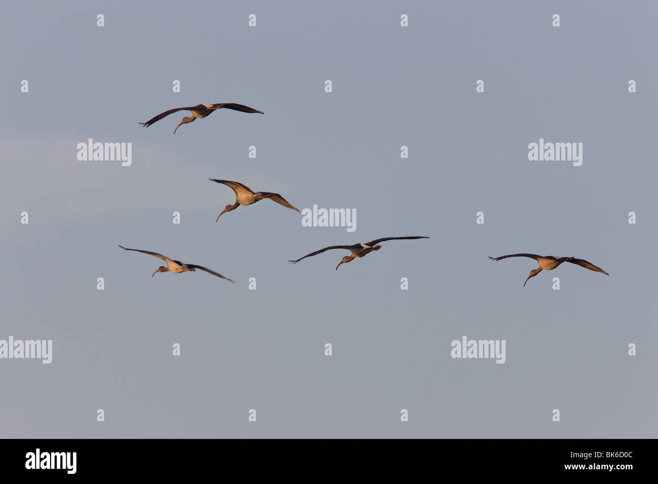 Wood storks flying hi-res stock photography and images - Alamy