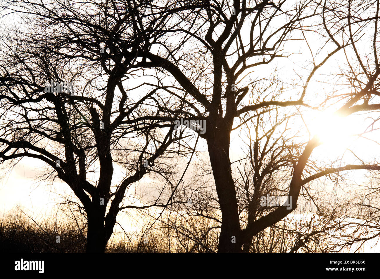 Leafless tree skeletons hi-res stock photography and images - Alamy
