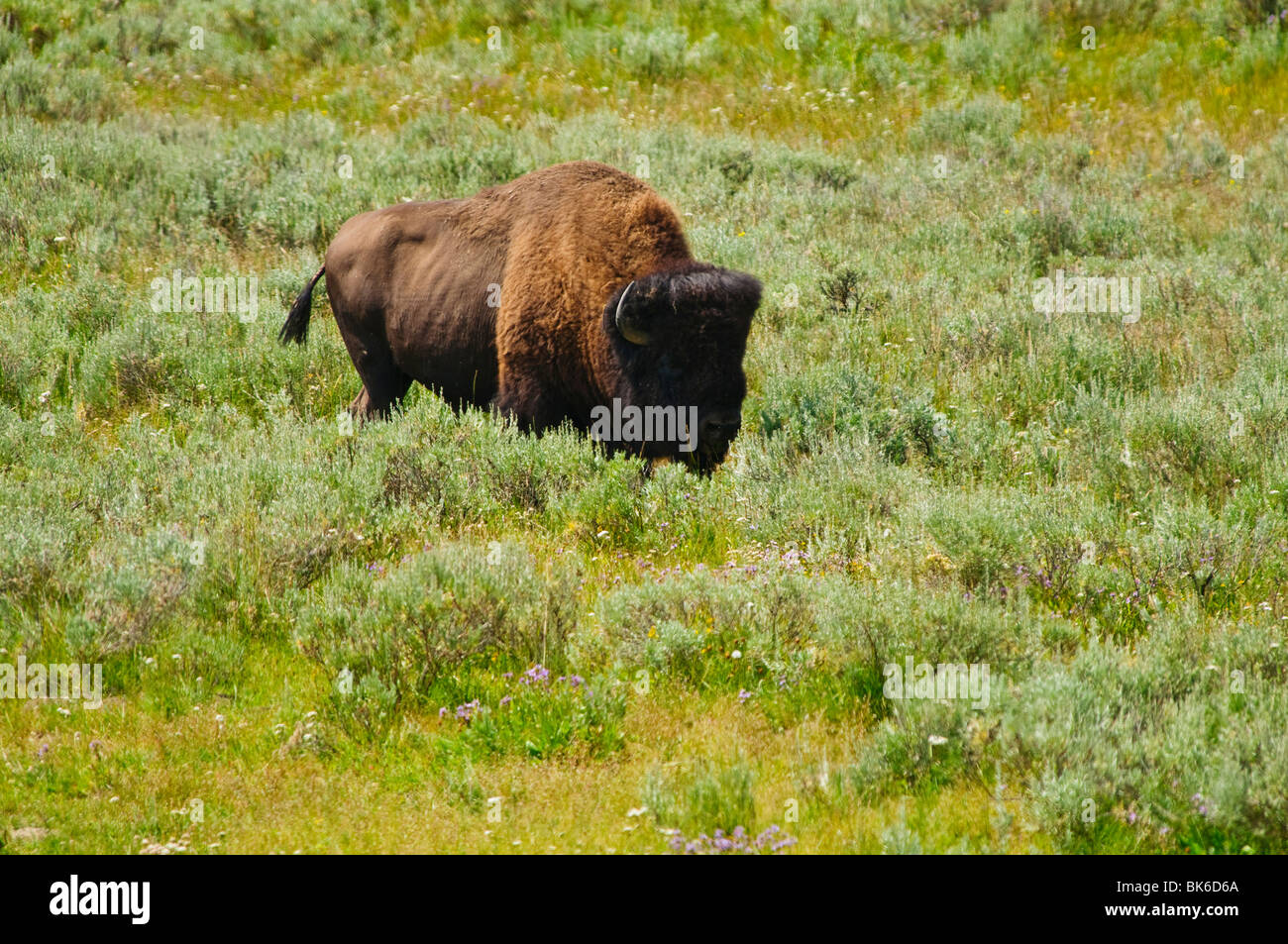 Walking through prairie hi-res stock photography and images - Alamy