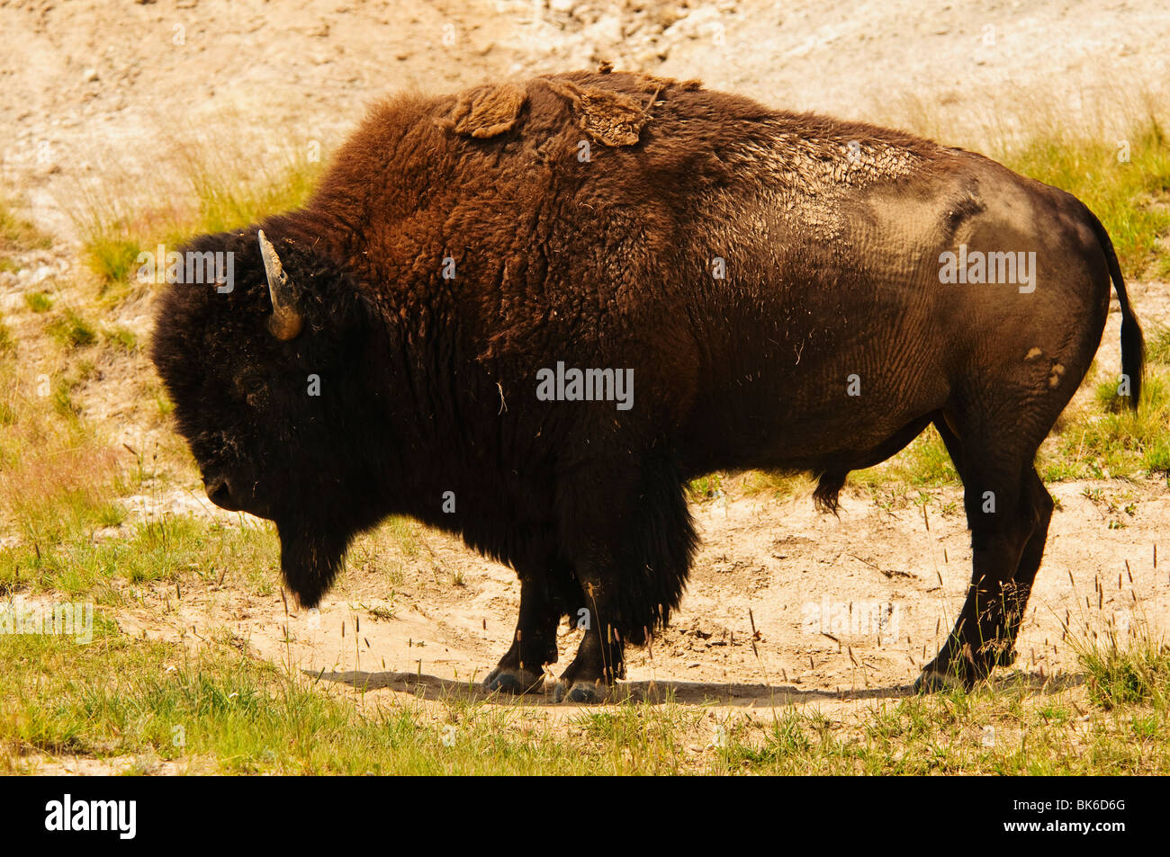 Buffalo in prairie hi-res stock photography and images - Alamy