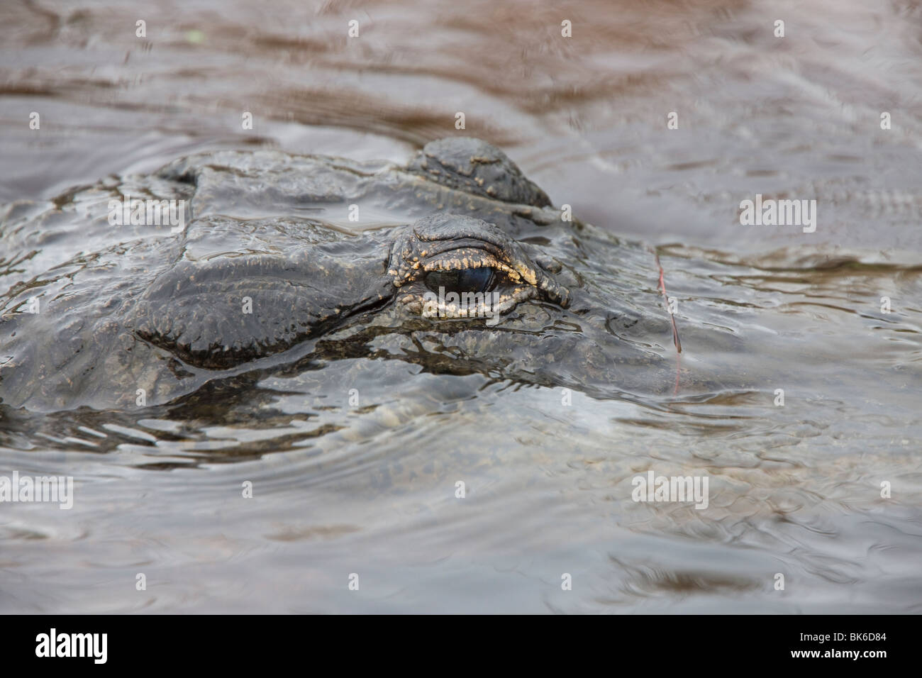 American Alligator in Florida waters Stock Photo - Alamy
